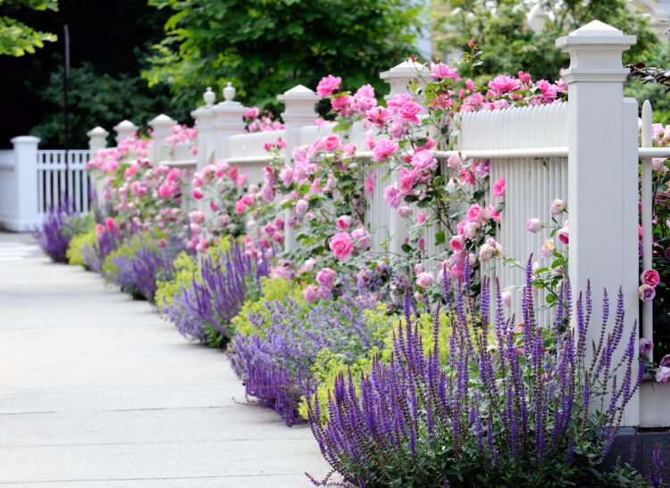 10 types of flowers for the best curb appeal