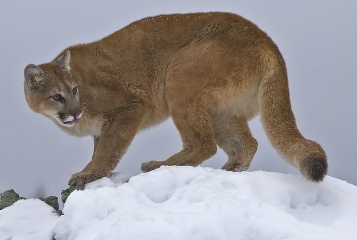 10 wild cat species found across the United States