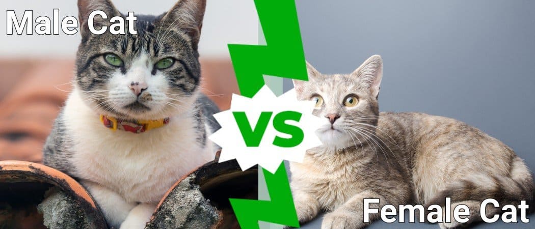 Male vs female cats: Which is better for you?