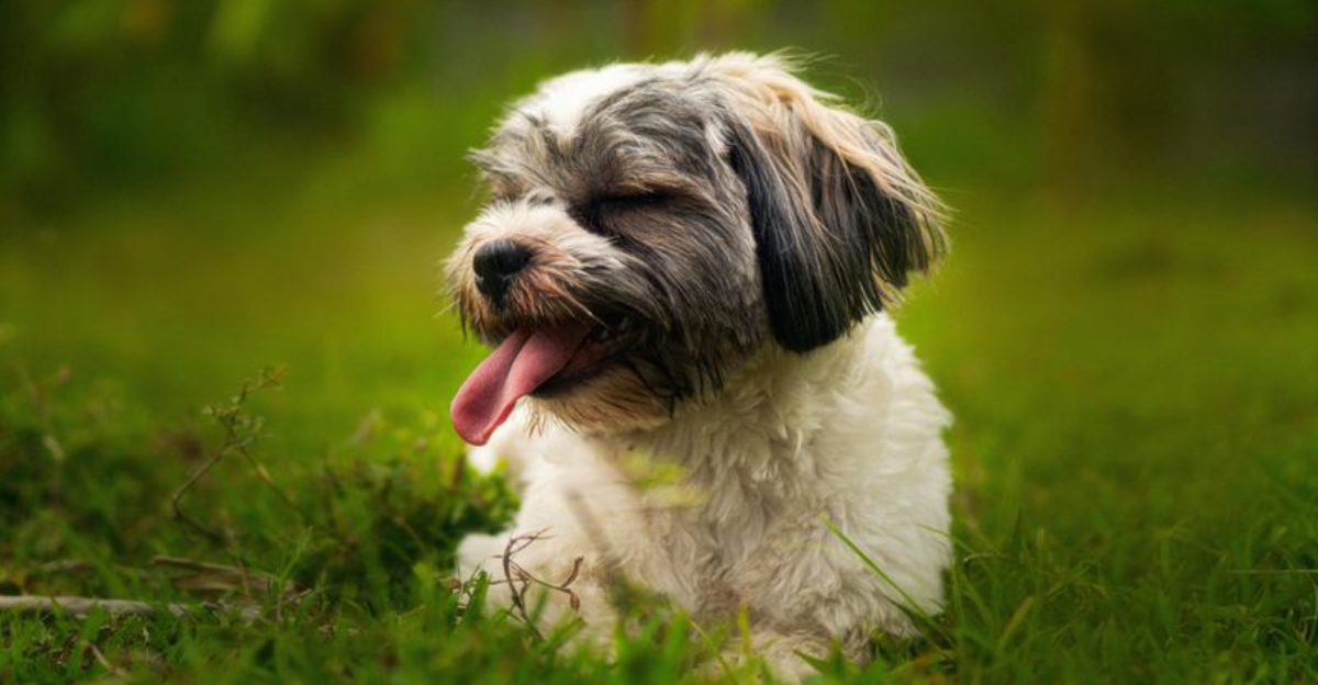 15 dog breeds that can make snoring sound way bigger than the dog ...