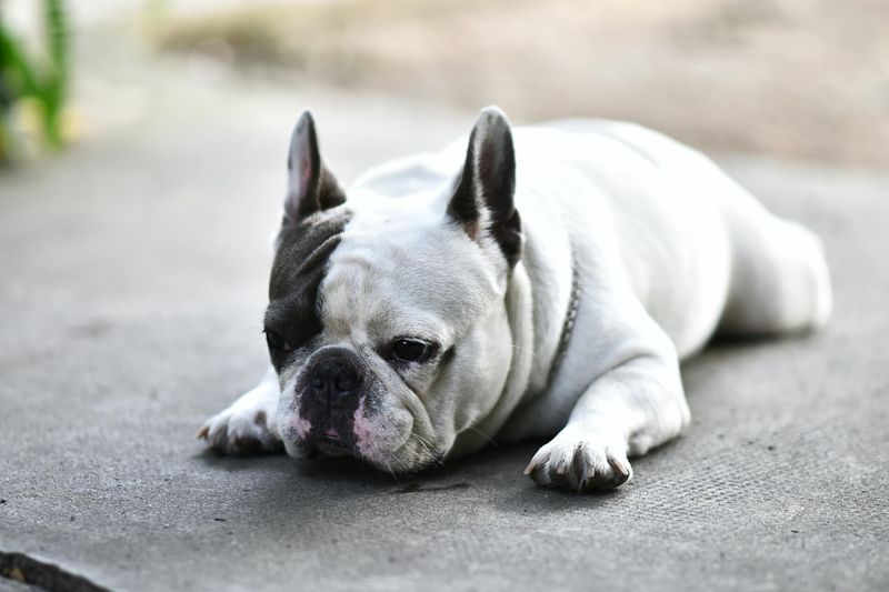 15 dog breeds that can make snoring sound way bigger than the dog ...