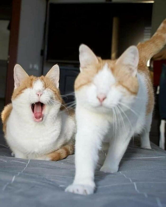 39 pets who laughed in the face of their disabilities and plodded on