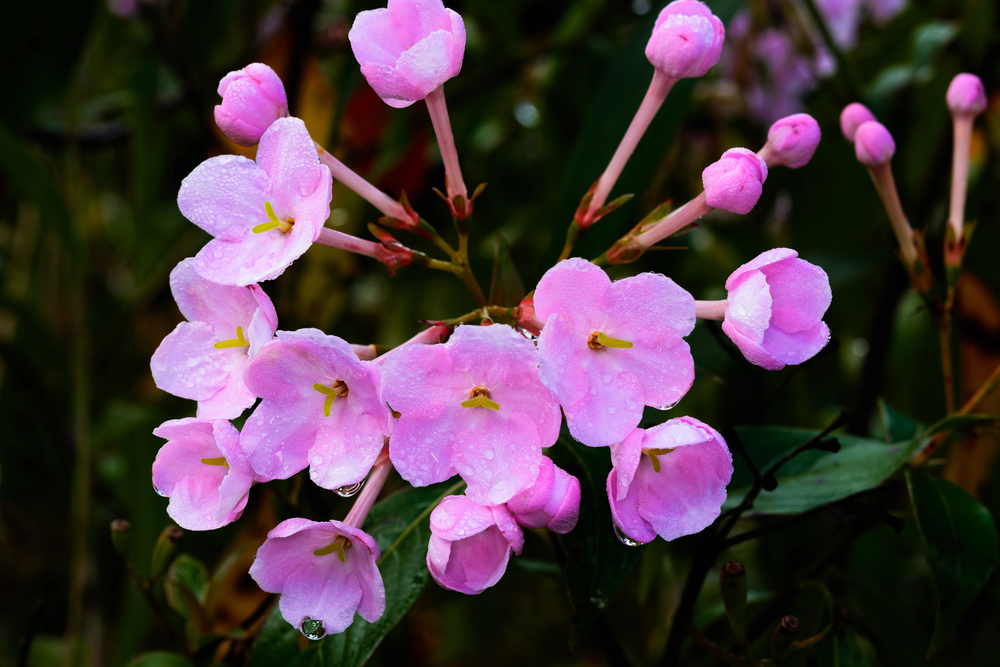 Rare plants with the most fragrant flowers