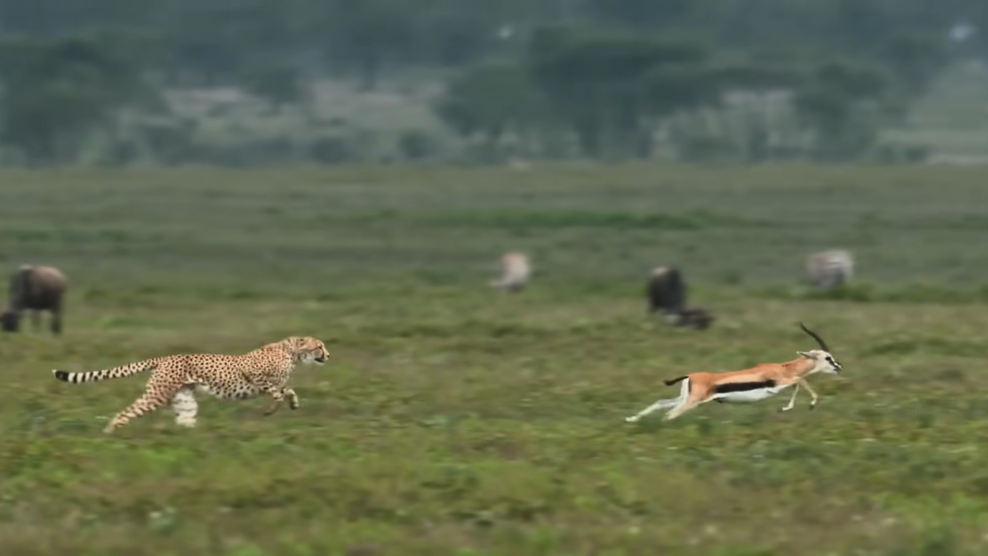 Watch what happens when a cheetah tries to chase a gazelle