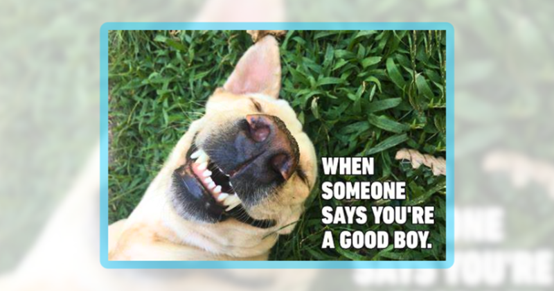 Doggo energy packaged in a precious pack of 24 dog memes