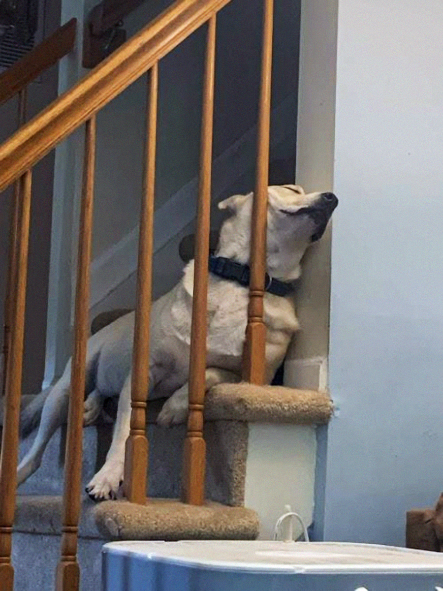 18 pets who found the most uncomfortable places for a nap