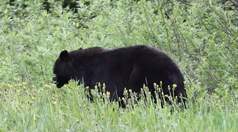 This family didn’t expect to get this close to a bear