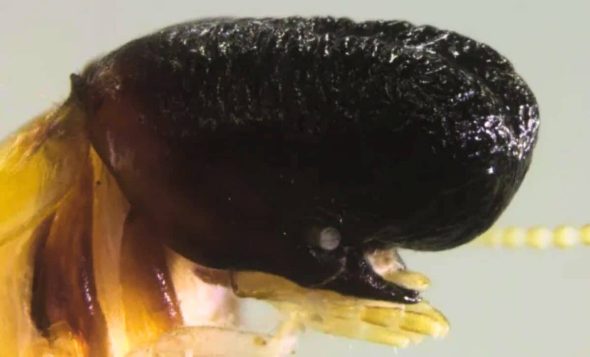 Eight meters up in the rainforest, scientists just found a creature ...