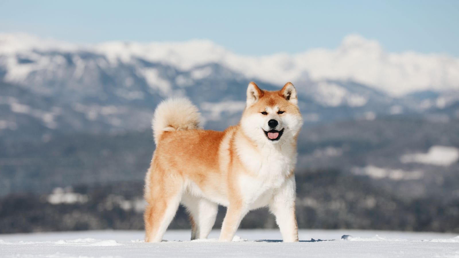 Once bonded, these 12 dogs stay loyal for life