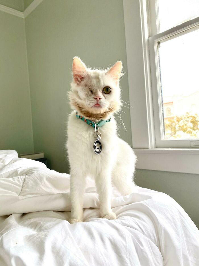 39 pets who laughed in the face of their disabilities and plodded on