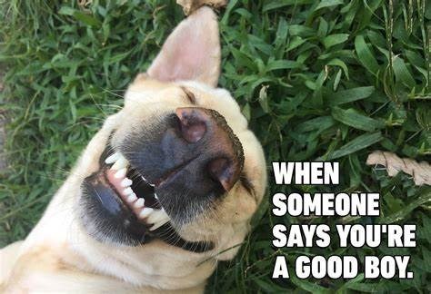 Doggo energy packaged in a precious pack of 24 dog memes