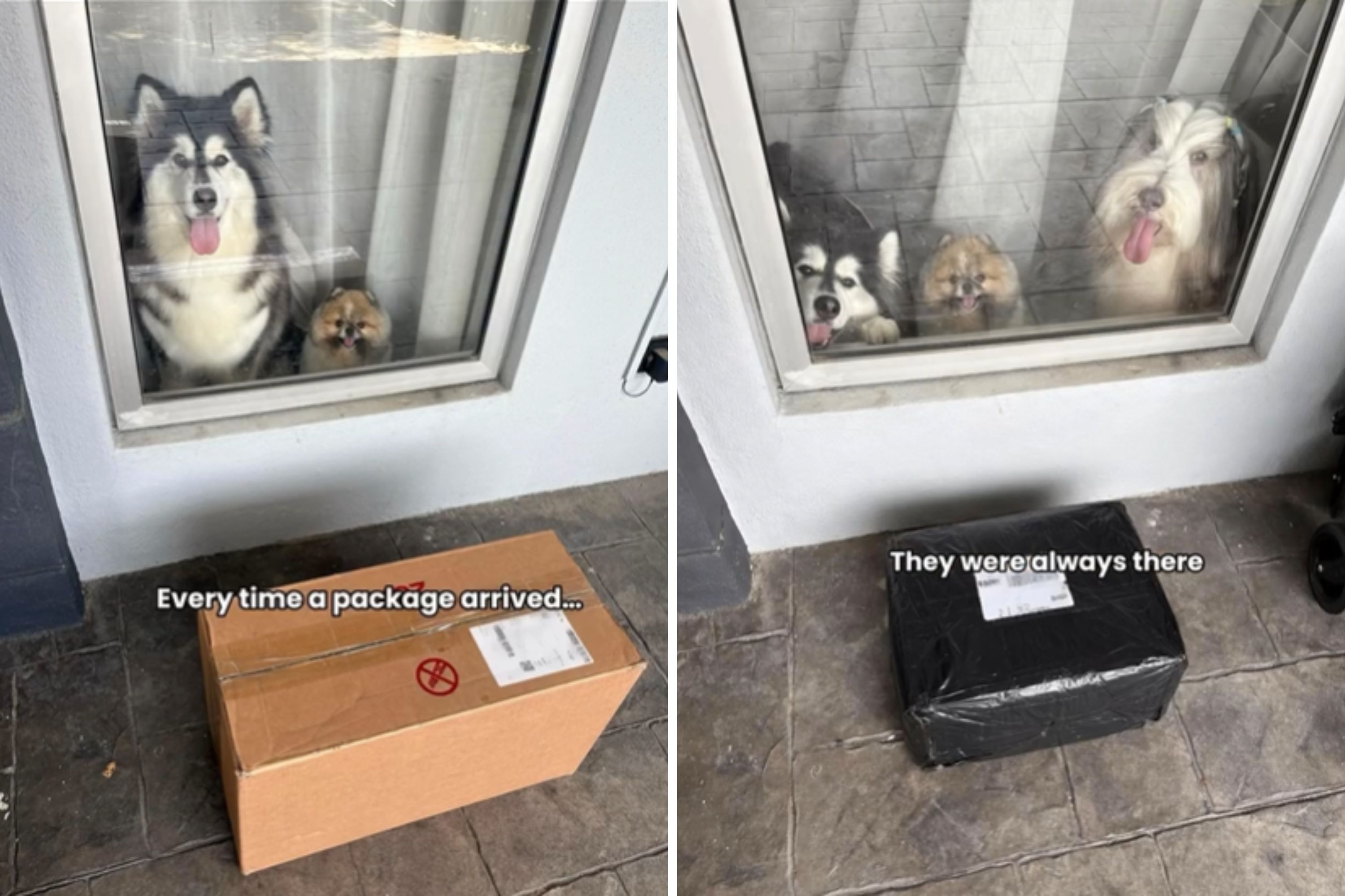 Delivery driver texts dog owner—can't believe what he admits after years