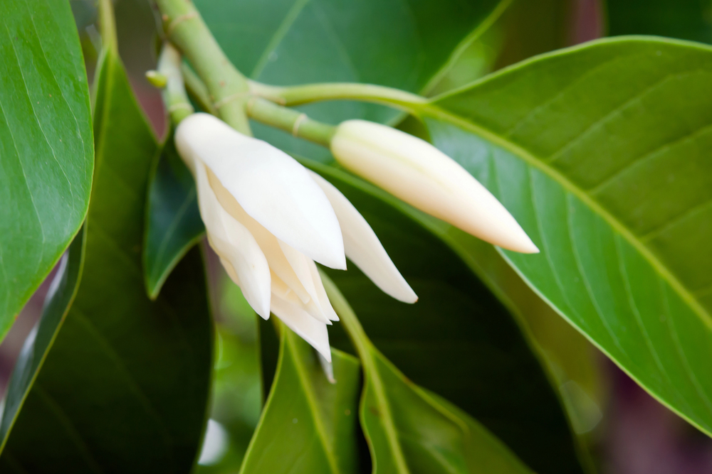 Rare plants with the most fragrant flowers