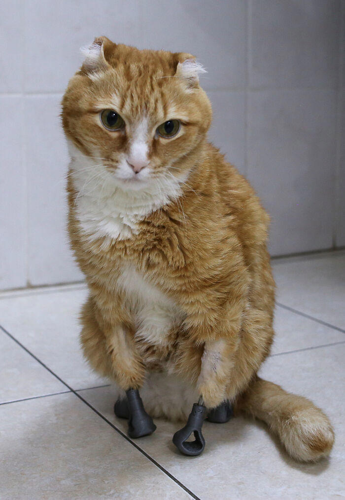 39 pets who laughed in the face of their disabilities and plodded on