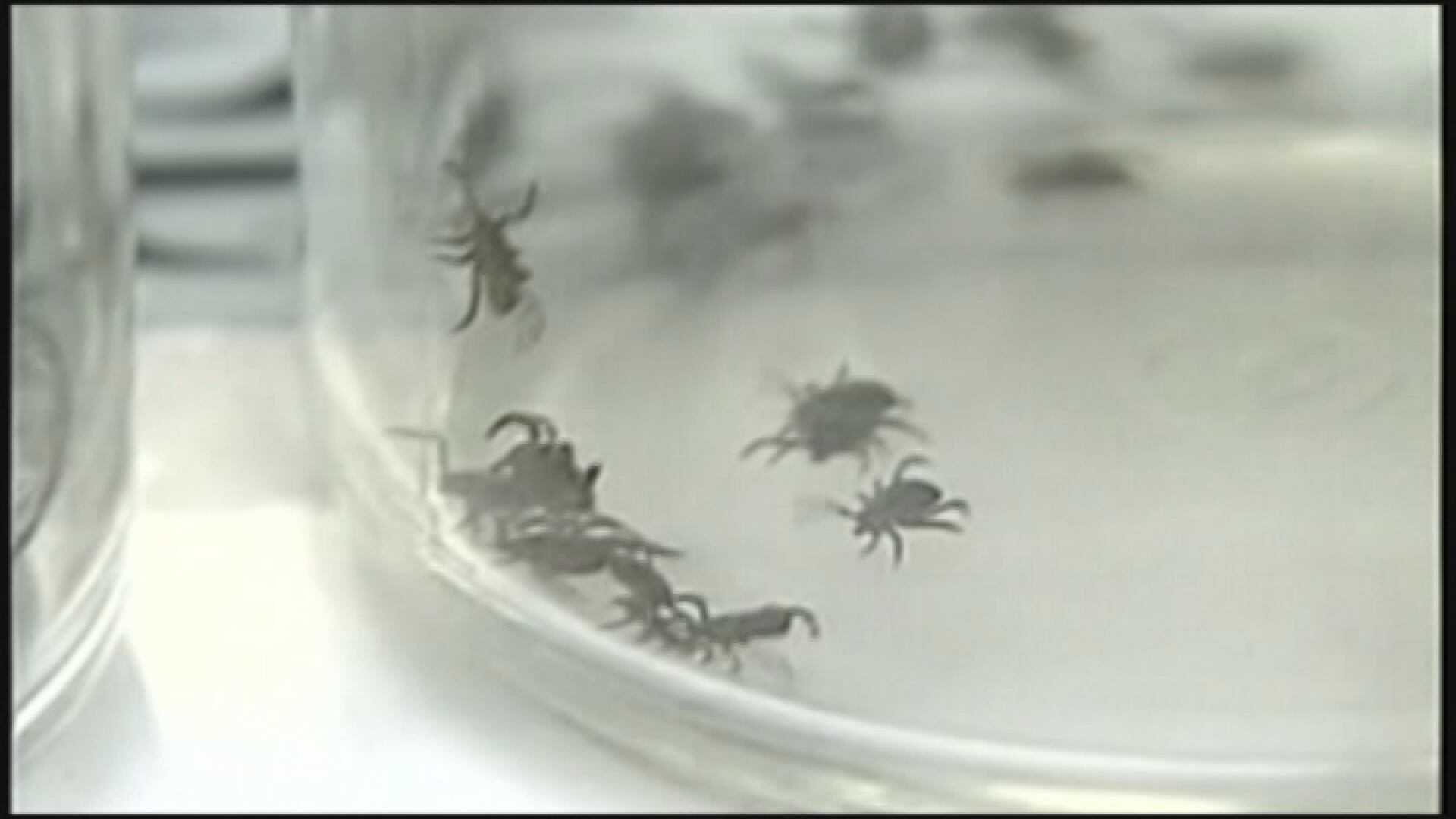 Powassan virus found in ticks from Winnebago County