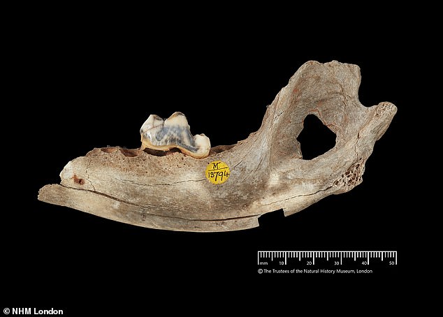 Dogs have been in Britain for 14,300 years: Ancient pups were loyal ...