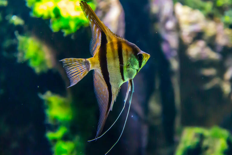 ¿Sabías que hay peces que pueden cambiar de sexo dependiendo del entorno?