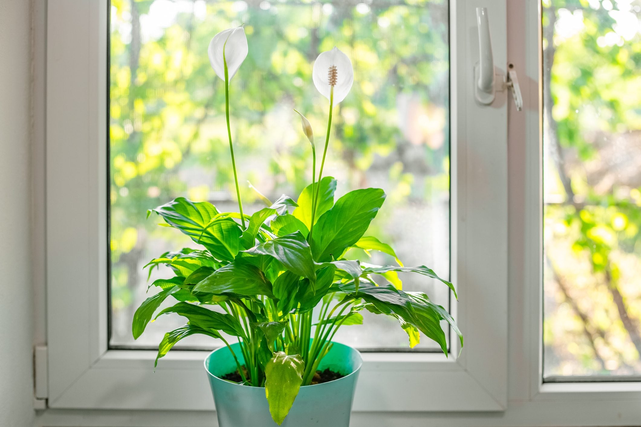 This Common Plant Detoxifies Air by 90% in Just 24 Hours, Found New ...