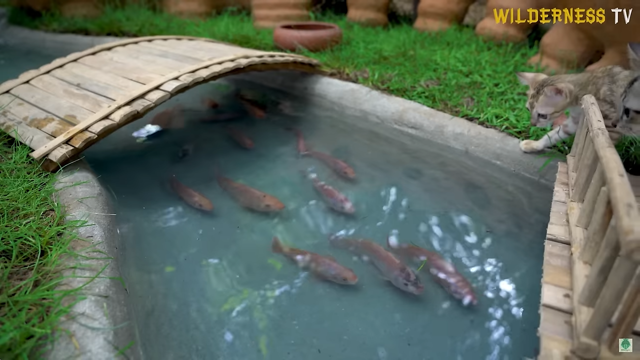 Watch poor rescued cats finally get a safe warm mud house with a fish pond