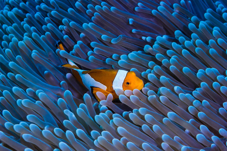 ¿Sabías que hay peces que pueden cambiar de sexo dependiendo del entorno?