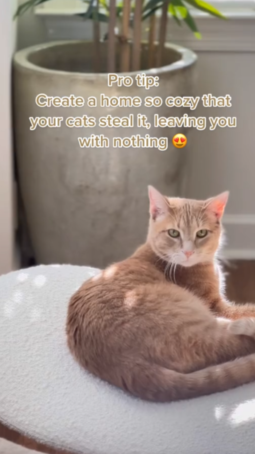 Why cozy homes turn cats into furniture thieves