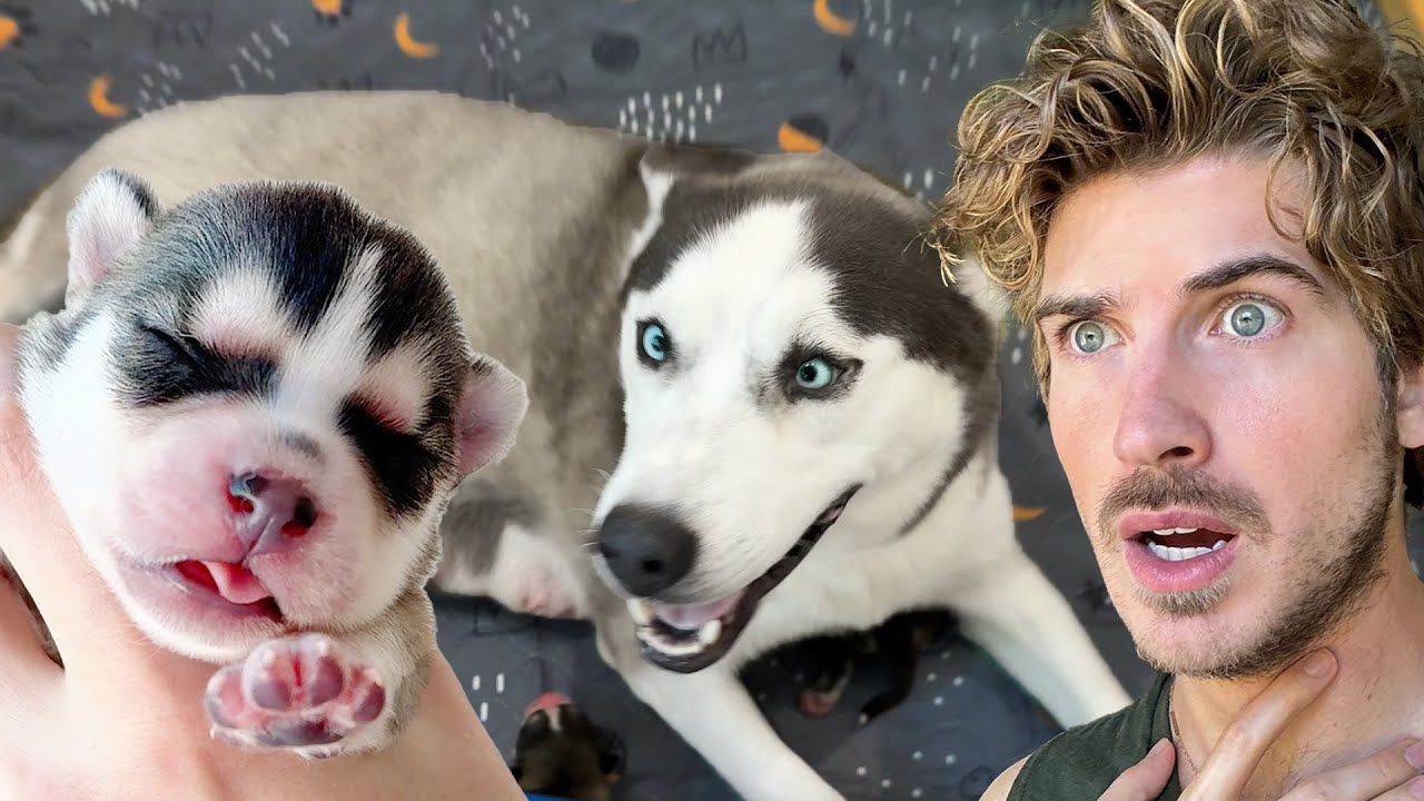 Foster dog parent reveals past mistakes they've made with rescue puppies