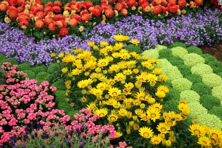 10 types of flowers for the best curb appeal