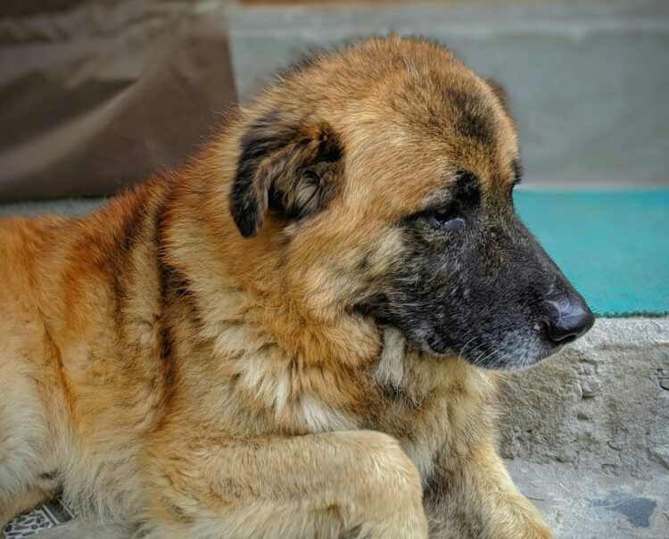 15 signs your dog is scared of you
