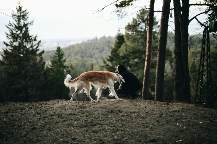 The 15 fastest dog breeds in the world