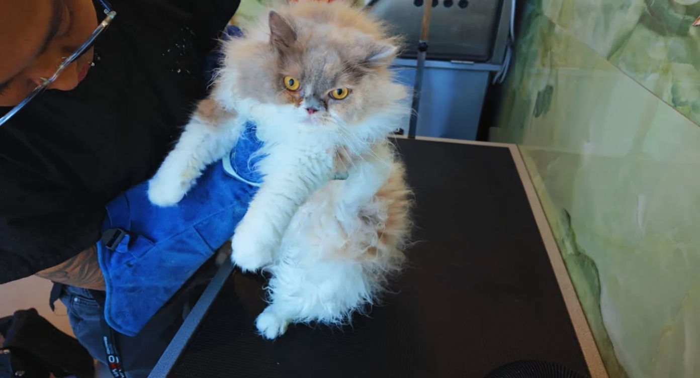 Chloe the cat’s story and owner reaction