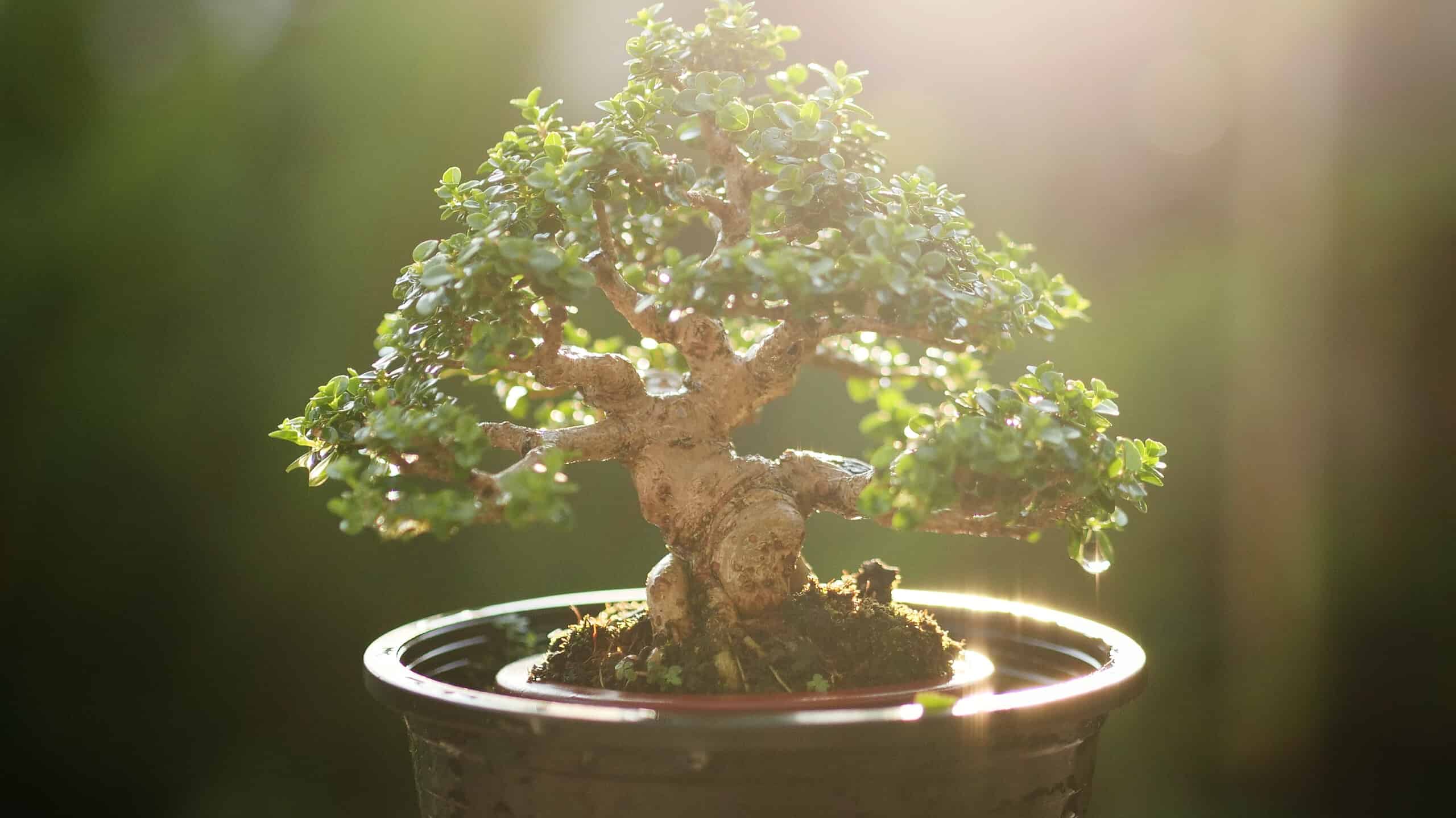 This bonsai tree costs more than a house
