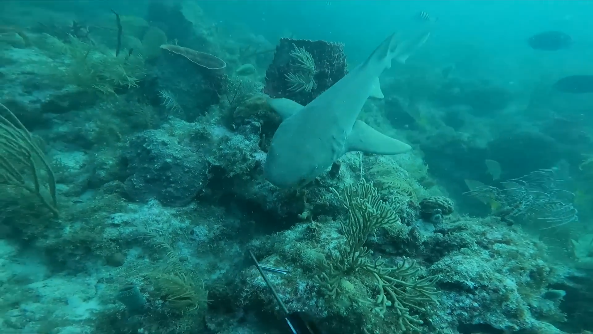 How one dive in shark waters turned into a close call — watch what happens