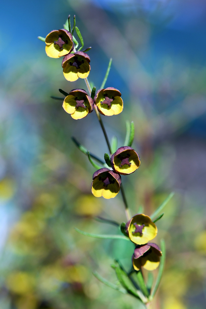 Rare plants with the most fragrant flowers