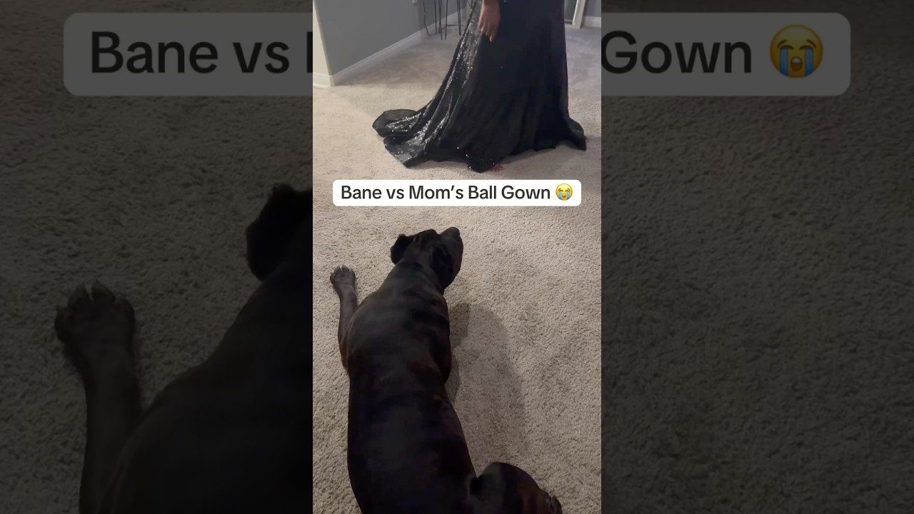 Dog refuses to let his owner leave the house
