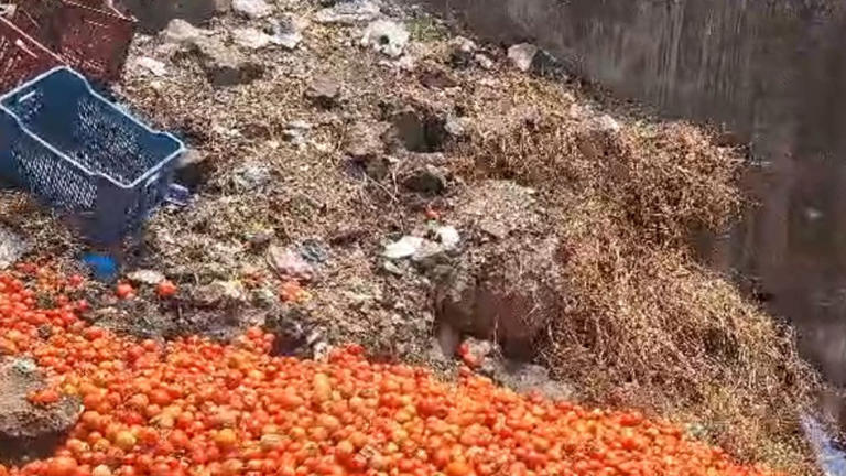 Tomato price crash hits Maharashtra’s Jalna as farmer dumps 25 quintals ...