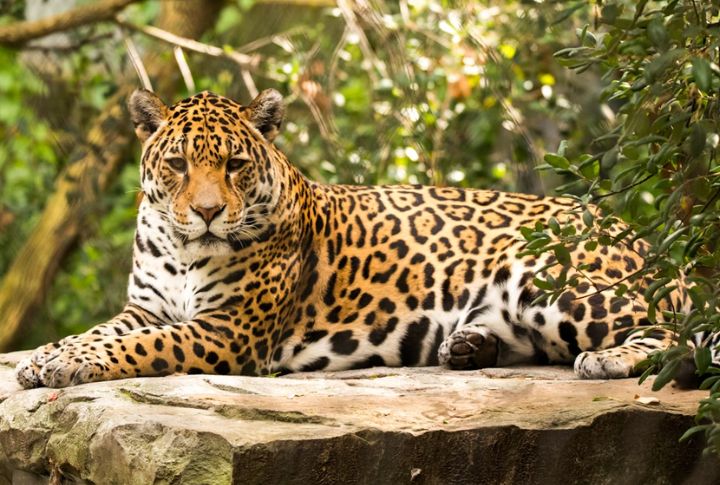 10 wild cat species found across the United States