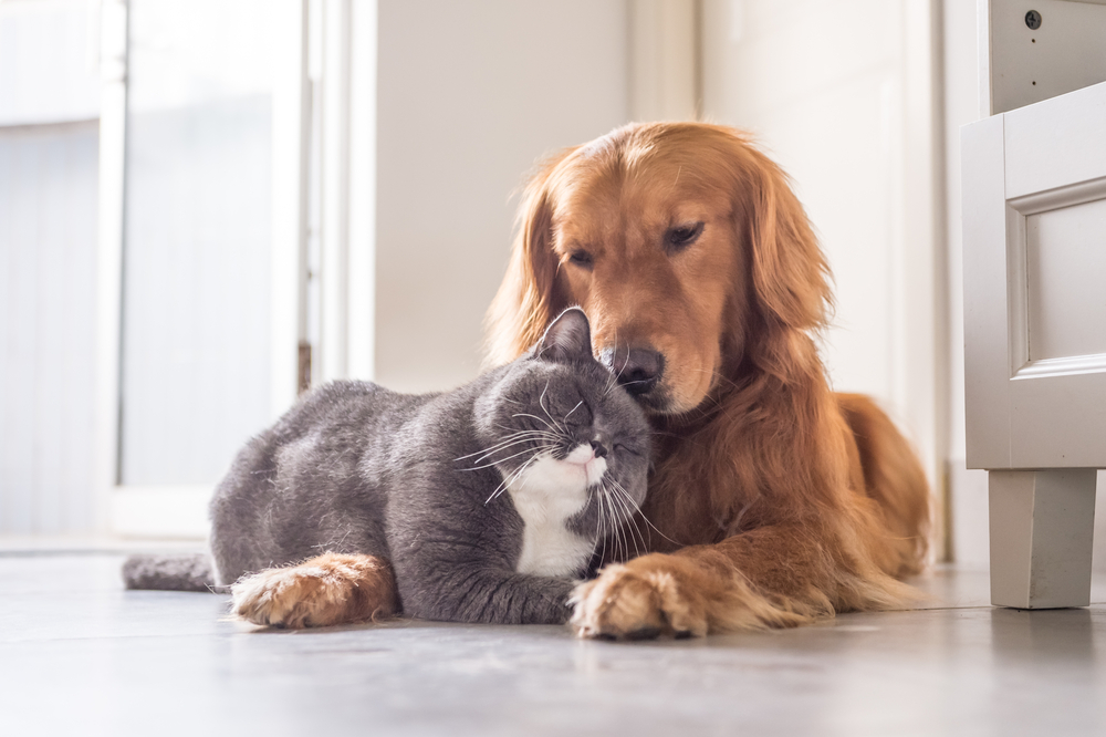 15 best dog breeds if you also have a cat