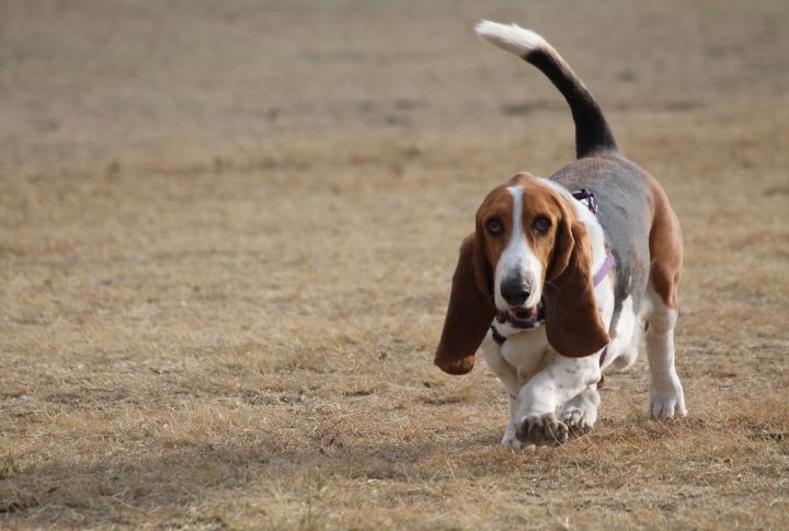 15 best dog breeds if you also have a cat