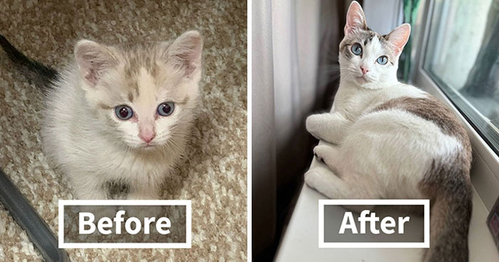 30 adorable side-by-side comparisons of cats now and then