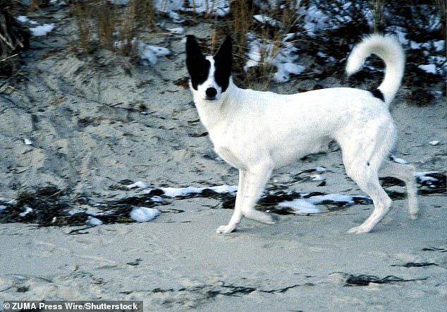 Truth about what happened to JFK Jr and Carolyn Bessette's dog