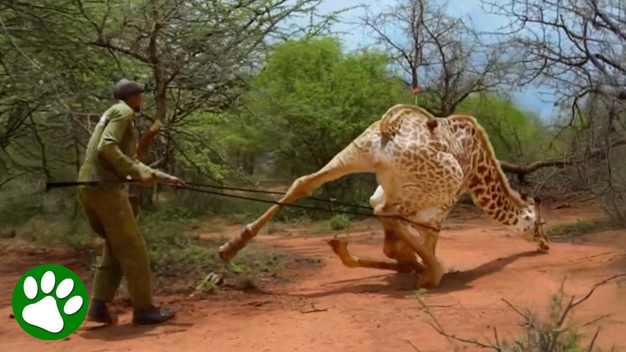 Heroic men bring down a giraffe to save her life