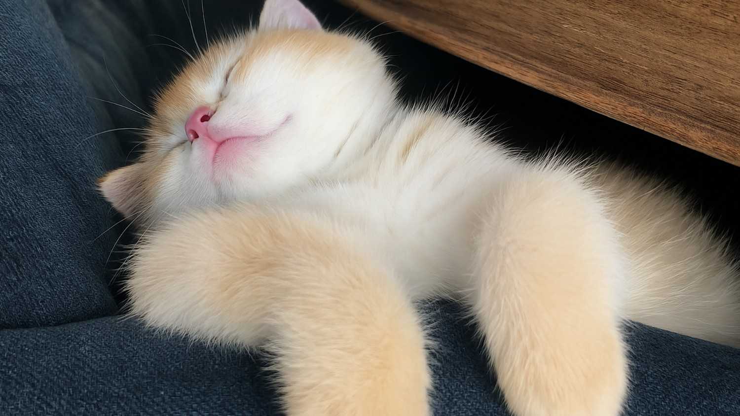 Kitten sleeps with tiny smile on its face