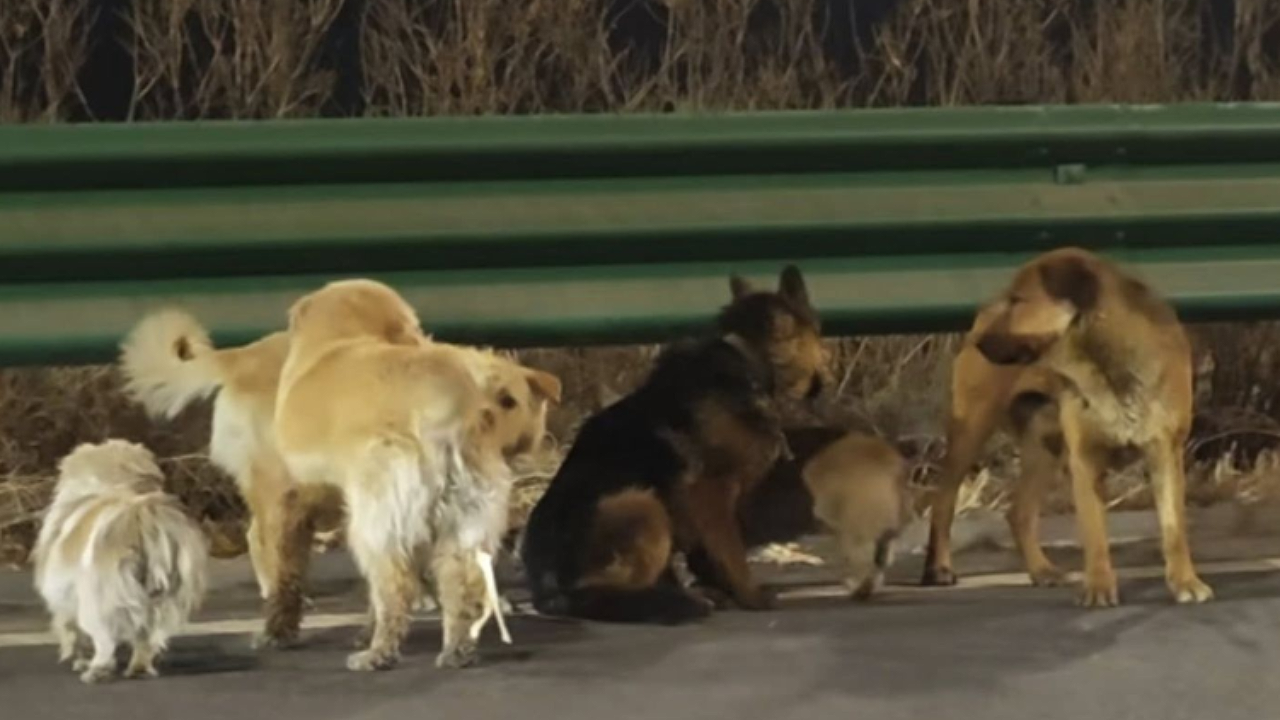 7 dogs in China escape kidnapper and walk back to their owners on their ...