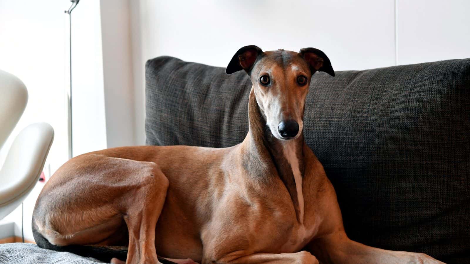 12 dog breeds that are a good fit for introverts
