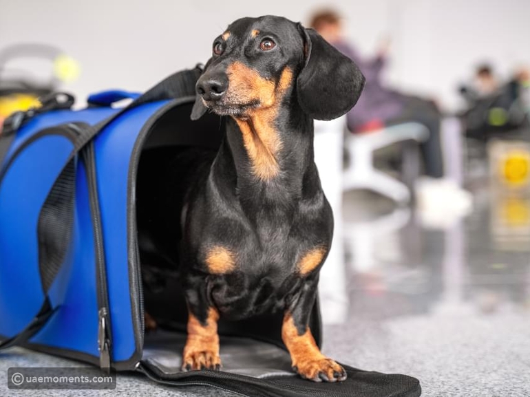 Dedicated Emirates team now manages pet flights
