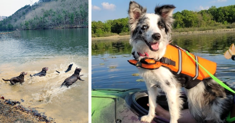 28 adventure pup pics of the lake loving doggos of America