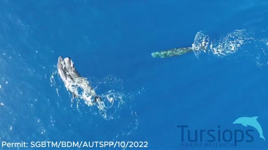 ‘Ship sinking’ sperm whales seen ‘headbutting’ each other
