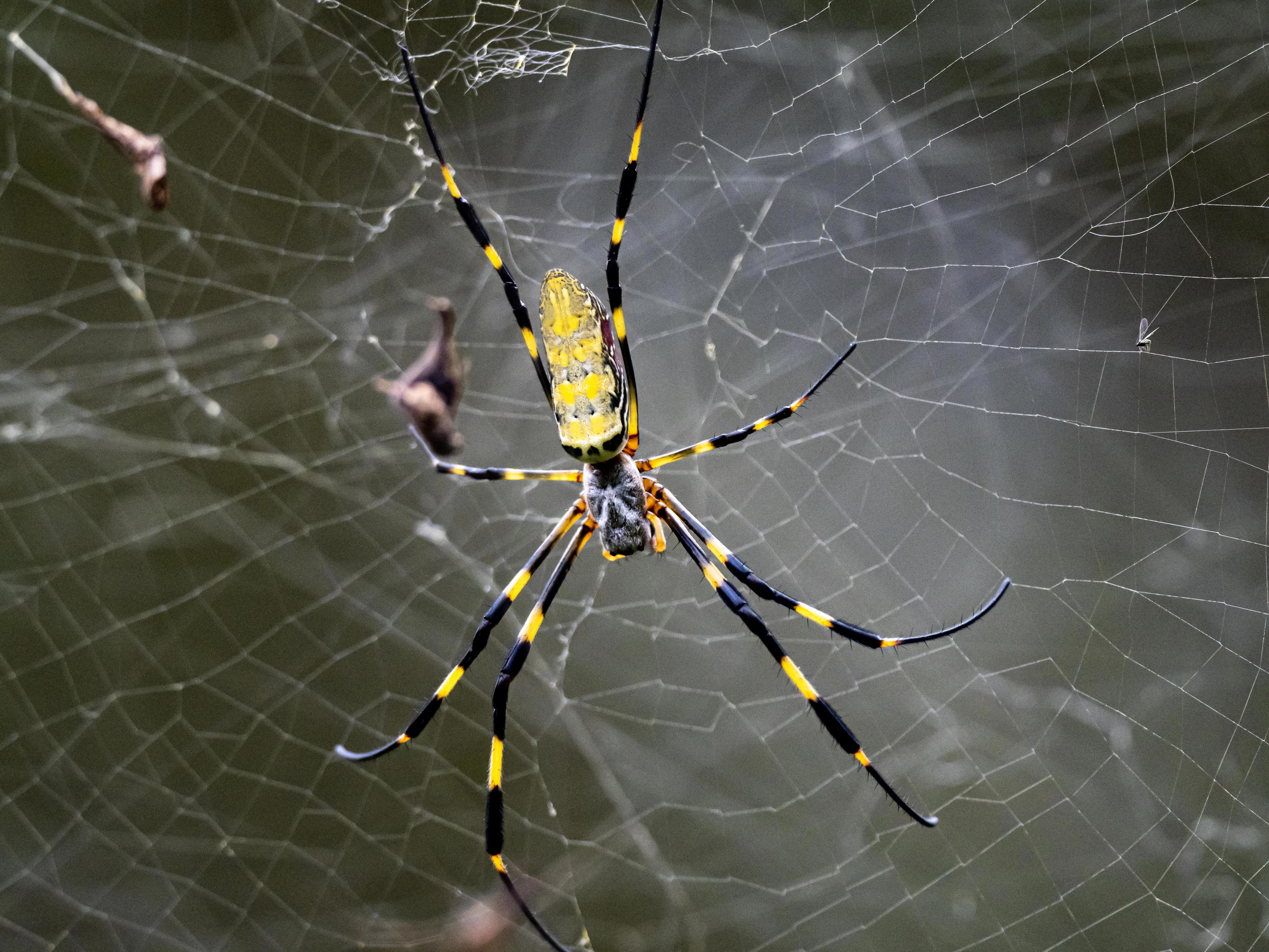 Giant spiders the size of a human hand spreading across the US
