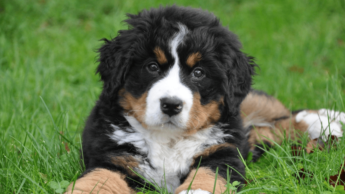 10 dog breeds with the shortest lifespans (and why)