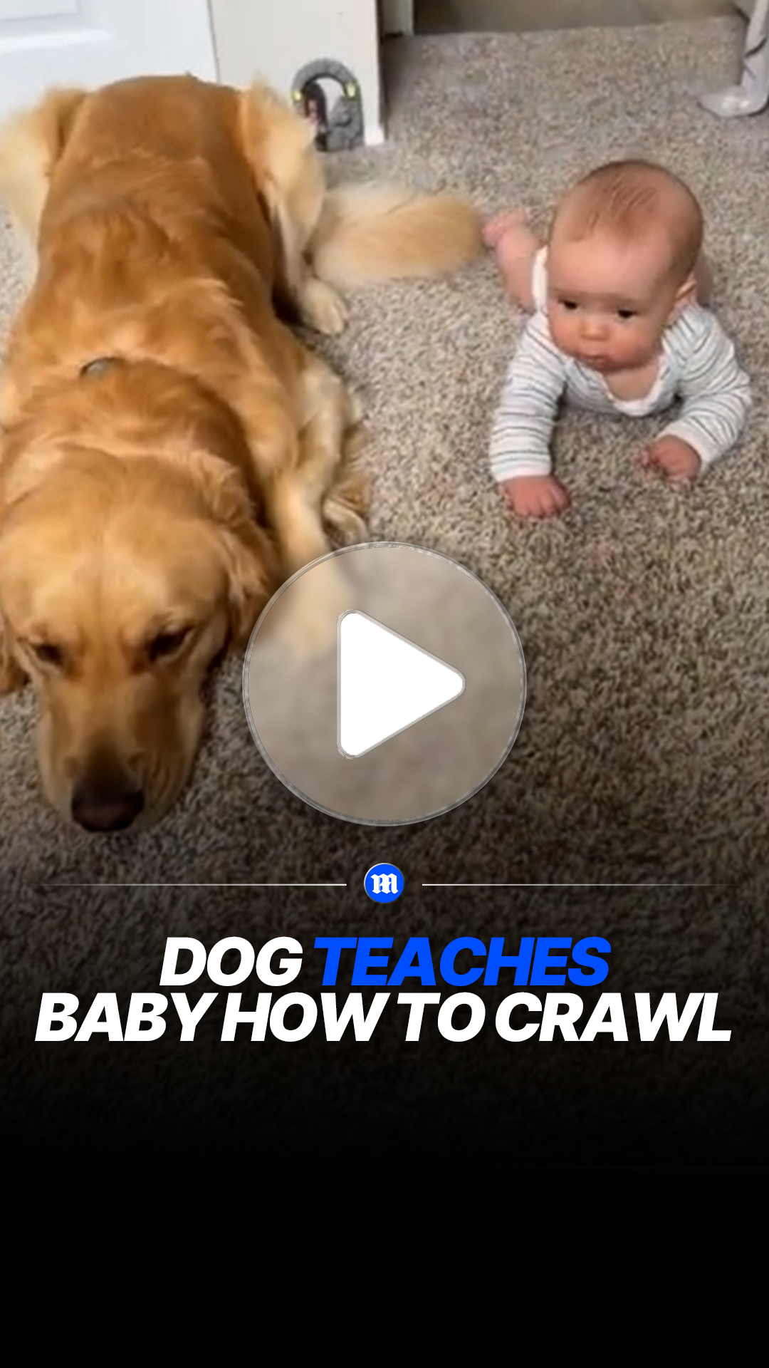 Golden retriever helps baby learn to crawl